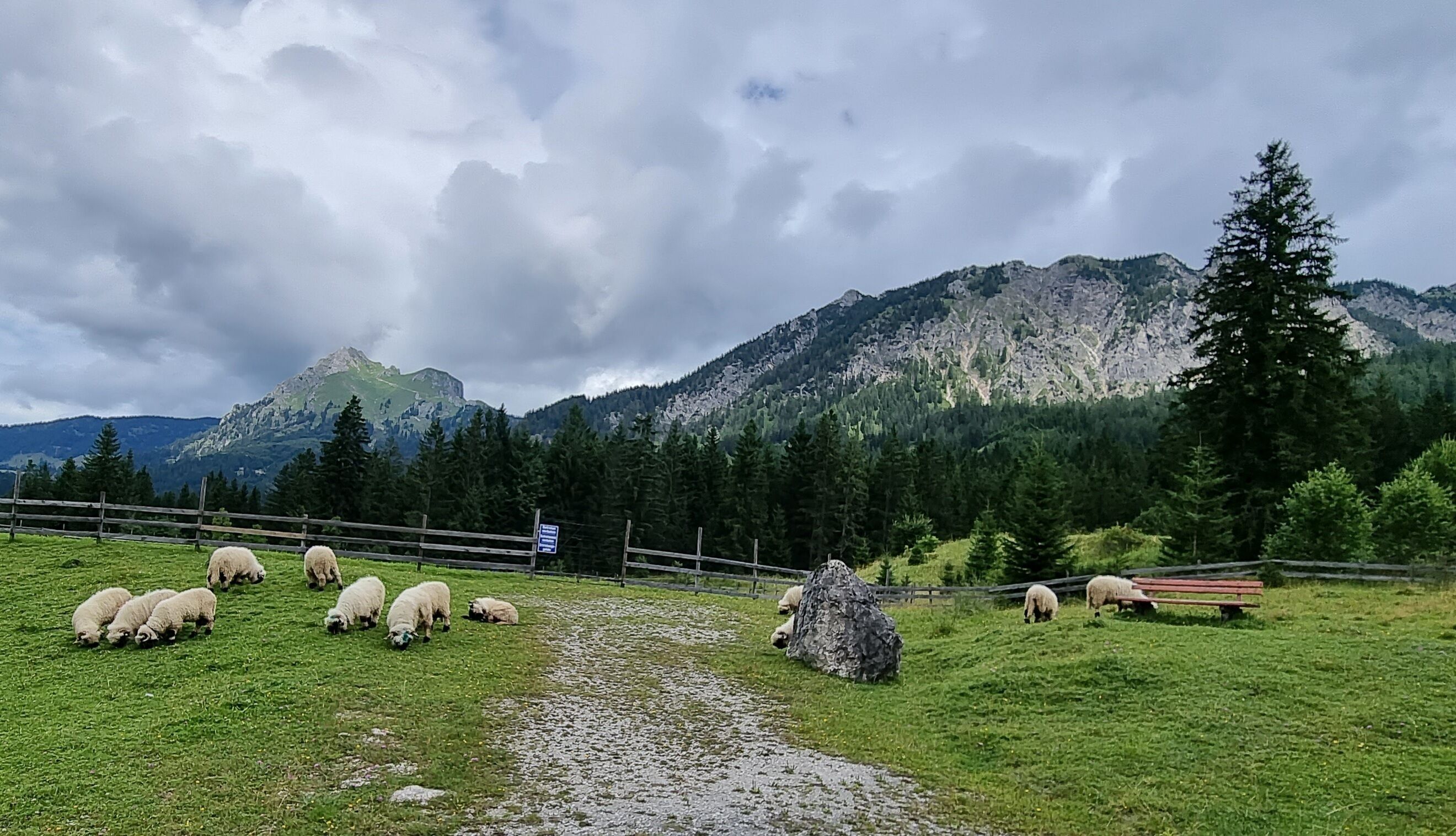 Paisagem rural com um rebanho de ovelhas pastando em um campo cercado, afloramento rochoso e uma cordilheira ao fundo.
