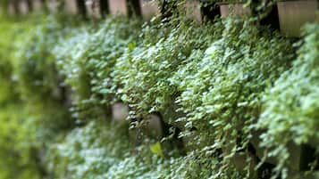 Paredes cobertas por folhagem verde densa, provavelmente uma parede vegetal ou jardim vertical.