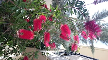 Jardim