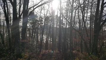 Uma floresta densa com árvores altas e luz do sol filtrando pela copa.
