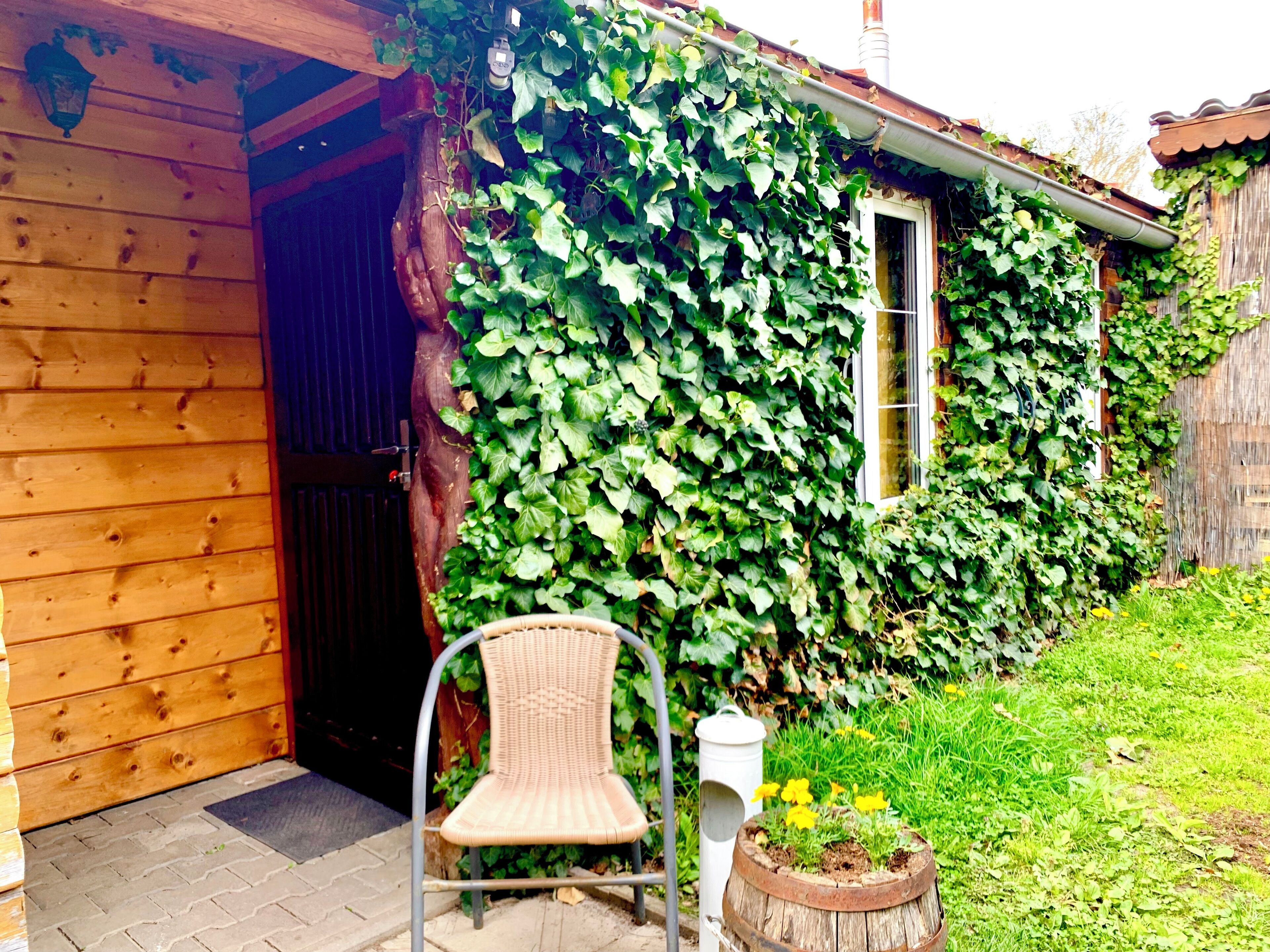 Uma casa de madeira com uma grande parede coberta de hera, uma porta e uma cadeira em primeiro plano.