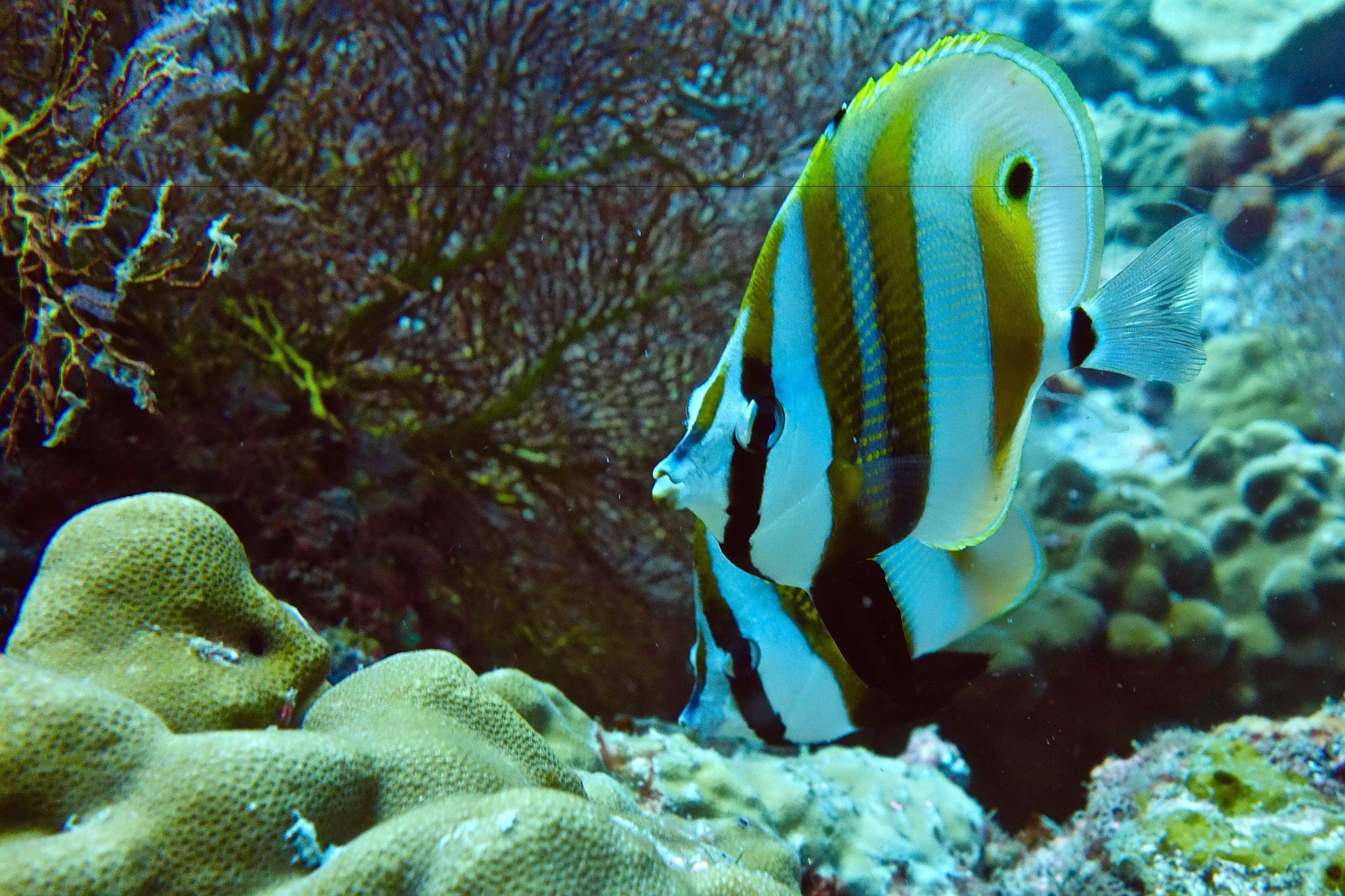 Peixe com listras marcantes nadando perto de formações de coral.