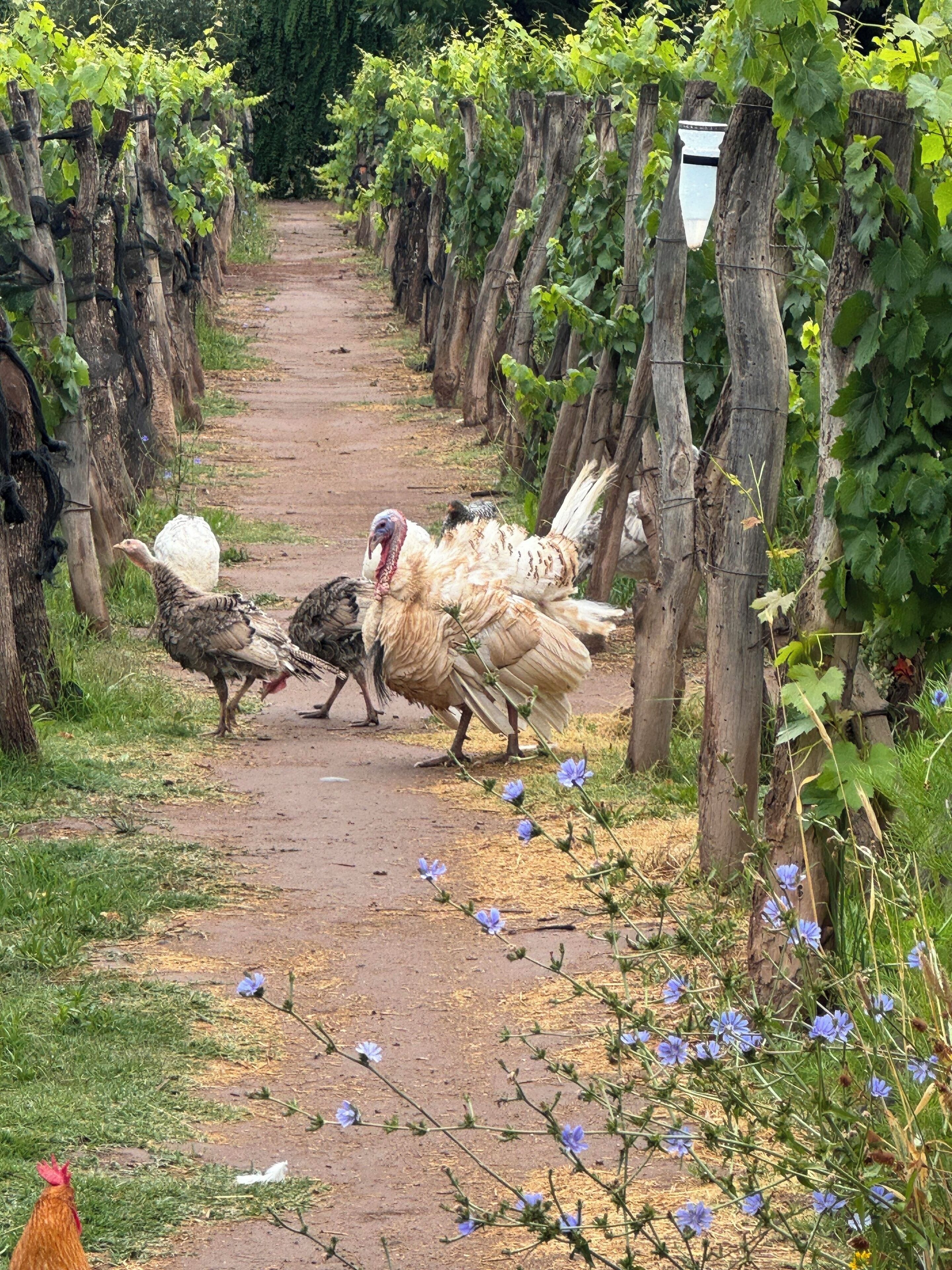 Caminho em vinhedo, com videiras em ambos os lados e uma galinha andando à frente.