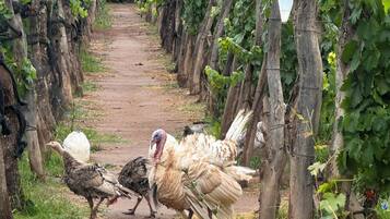 Caminho em vinhedo, com videiras em ambos os lados e uma galinha andando à frente.