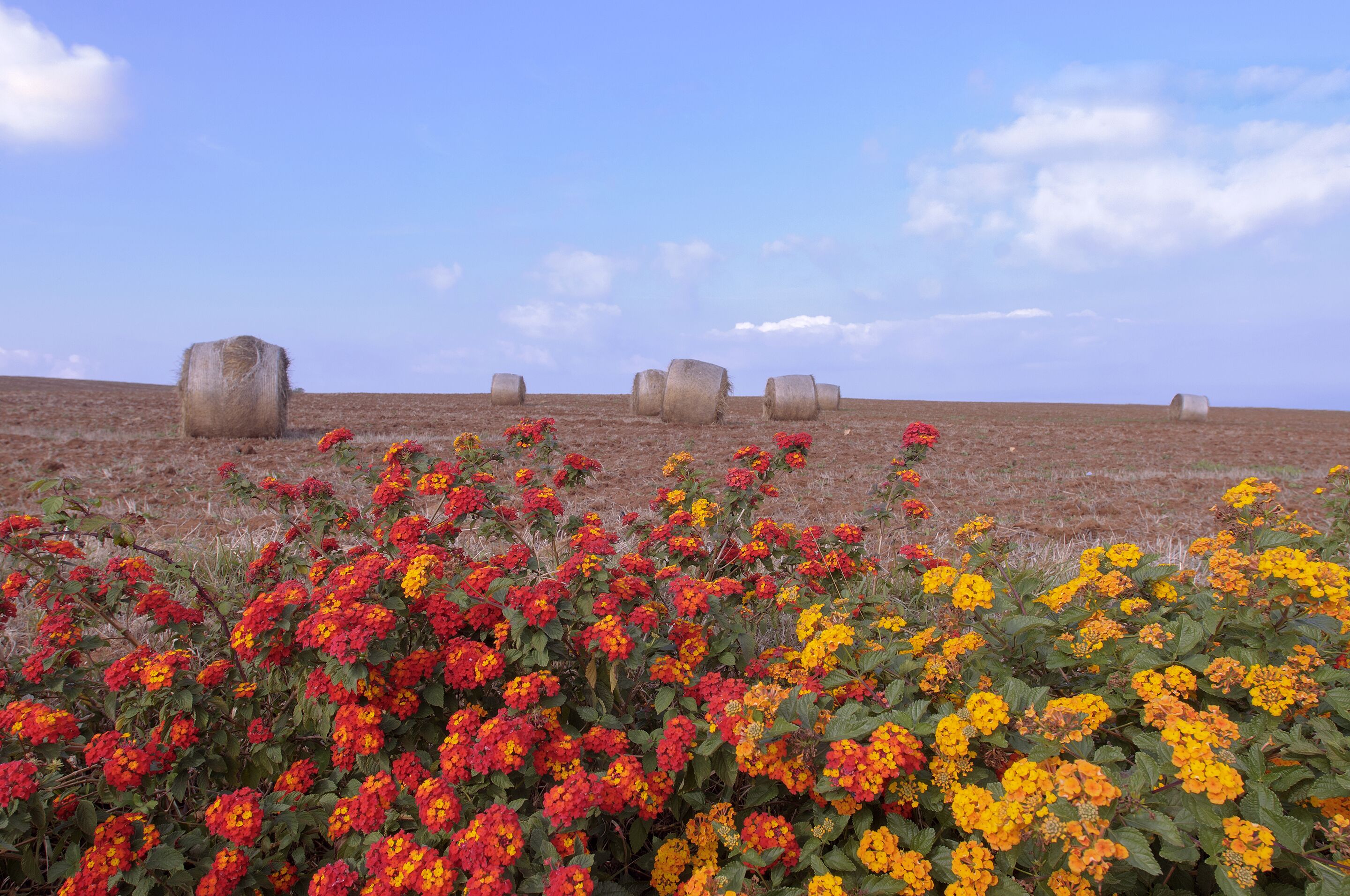 Um campo com fardos de feno e flores vibrantes vermelhas e amarelas.