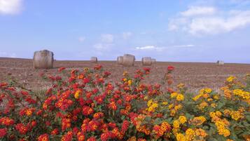 Um campo com fardos de feno e flores vibrantes vermelhas e amarelas.