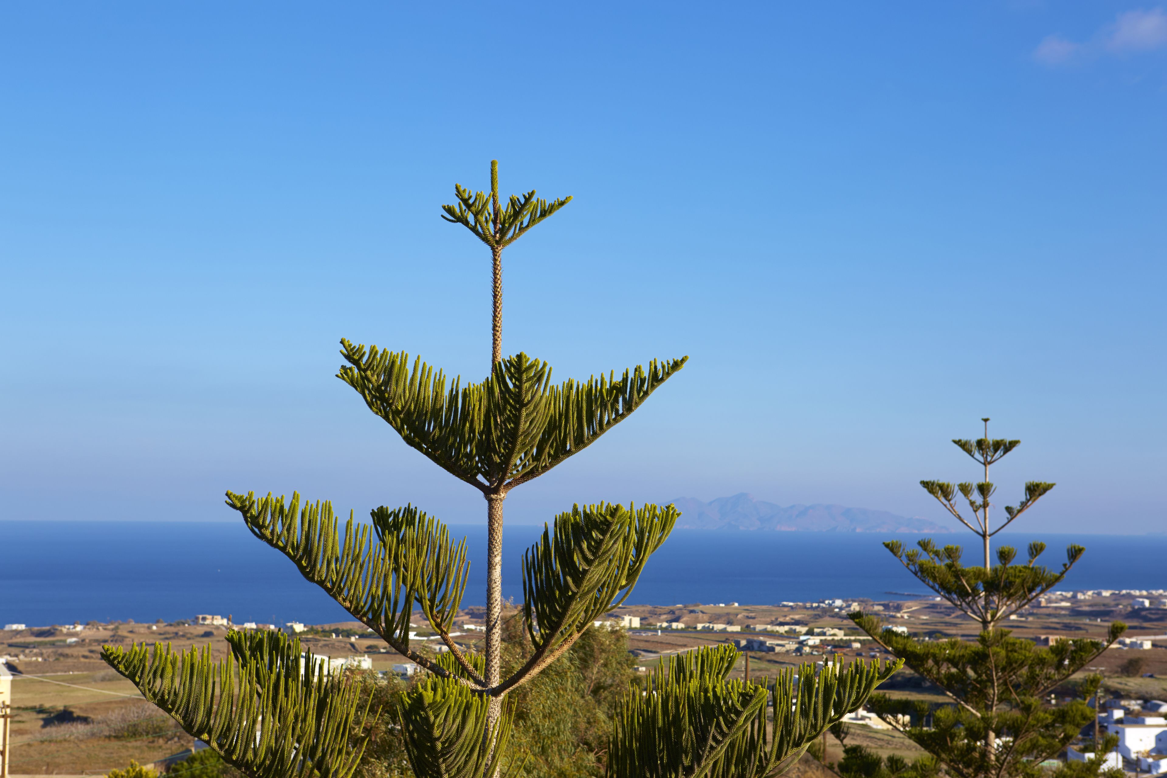 Paisagem costeira com uma árvore em destaque no primeiro plano e vista do mar e montanhas ao longe.