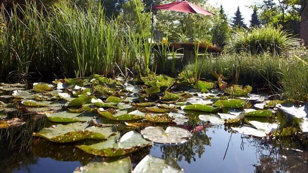 Um lago com folhas de nenúfar e vegetação ao redor.