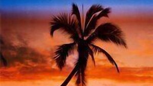 Um pôr do sol sobre uma praia com uma palmeira.