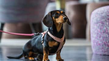 Um cão pequeno, de pelagem preta e castanha, passeando com coleira em um ambiente interno com piso reflexivo e móveis ao fundo.