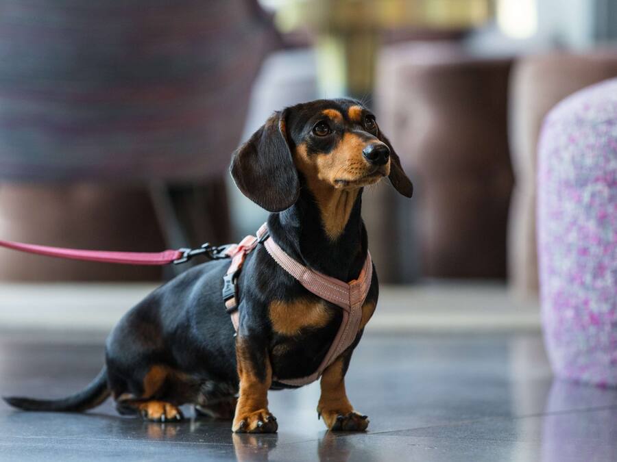 Um cão pequeno, de pelagem preta e castanha, passeando com coleira em um ambiente interno com piso reflexivo e móveis ao fundo.