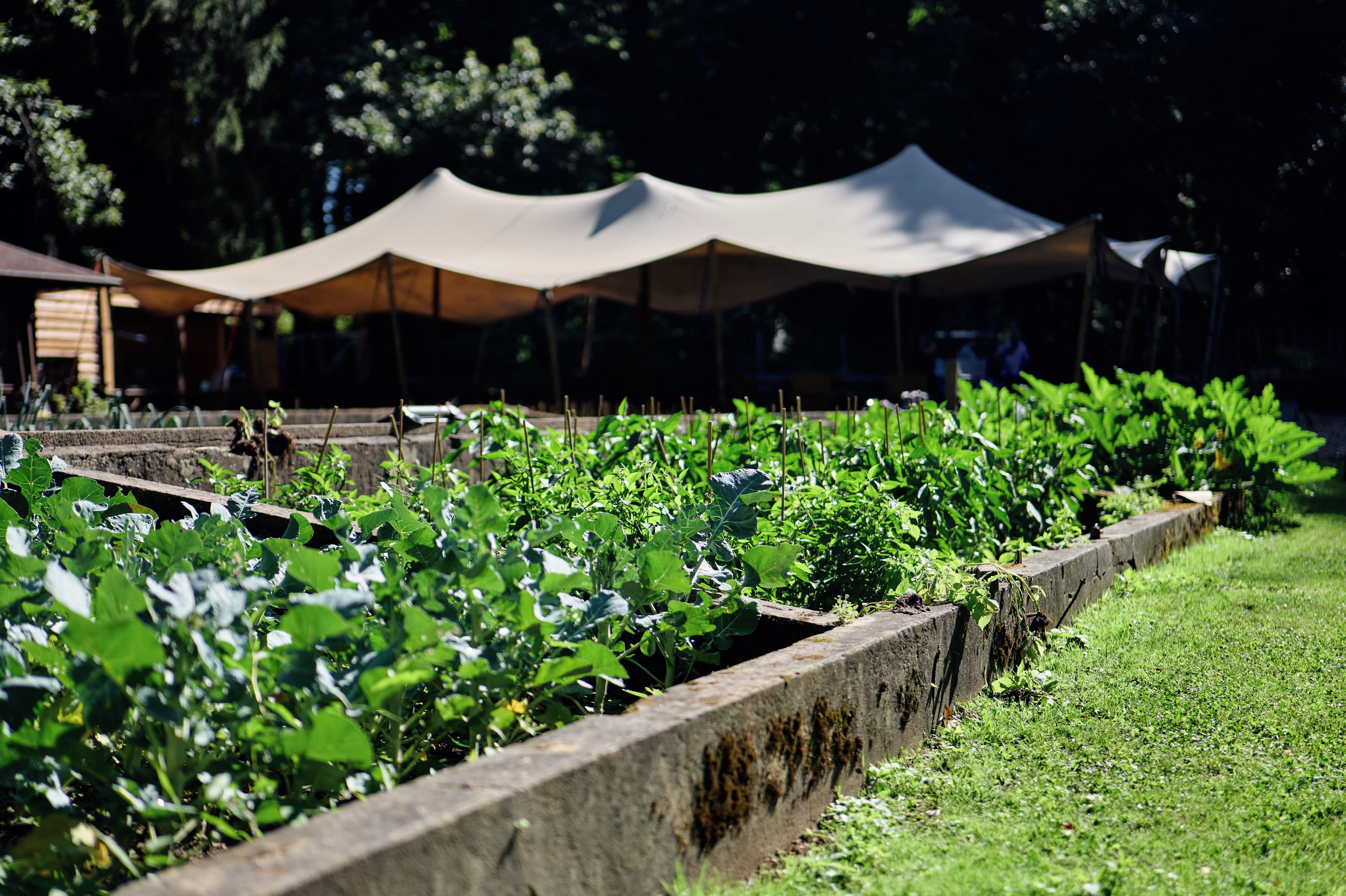 Um jardim com canteiros elevados e uma fileira de tendas ao fundo.