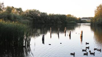Um rio calmo com patos nadando, cercado por vegetação densa e árvores.