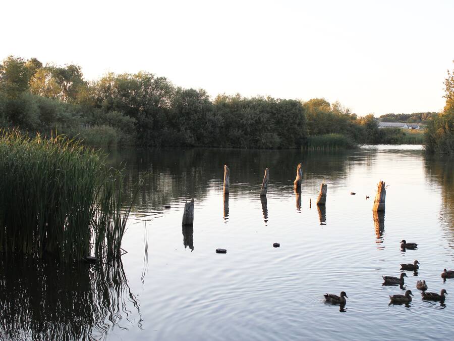 Um rio calmo com patos nadando, cercado por vegetação densa e árvores.