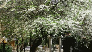 Um jardim com árvores floridas, um gazebo e área de estar ao ar livre.