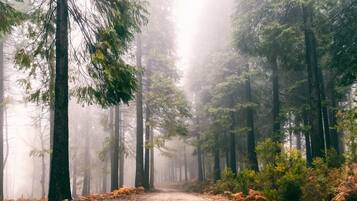 Uma trilha na floresta cercada por árvores altas e uma atmosfera nevoenta.