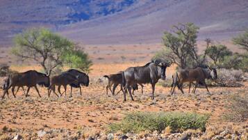 Um grupo de animais selvagens em uma paisagem natural.