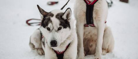 Dois cães de trenó em uma floresta nevada.