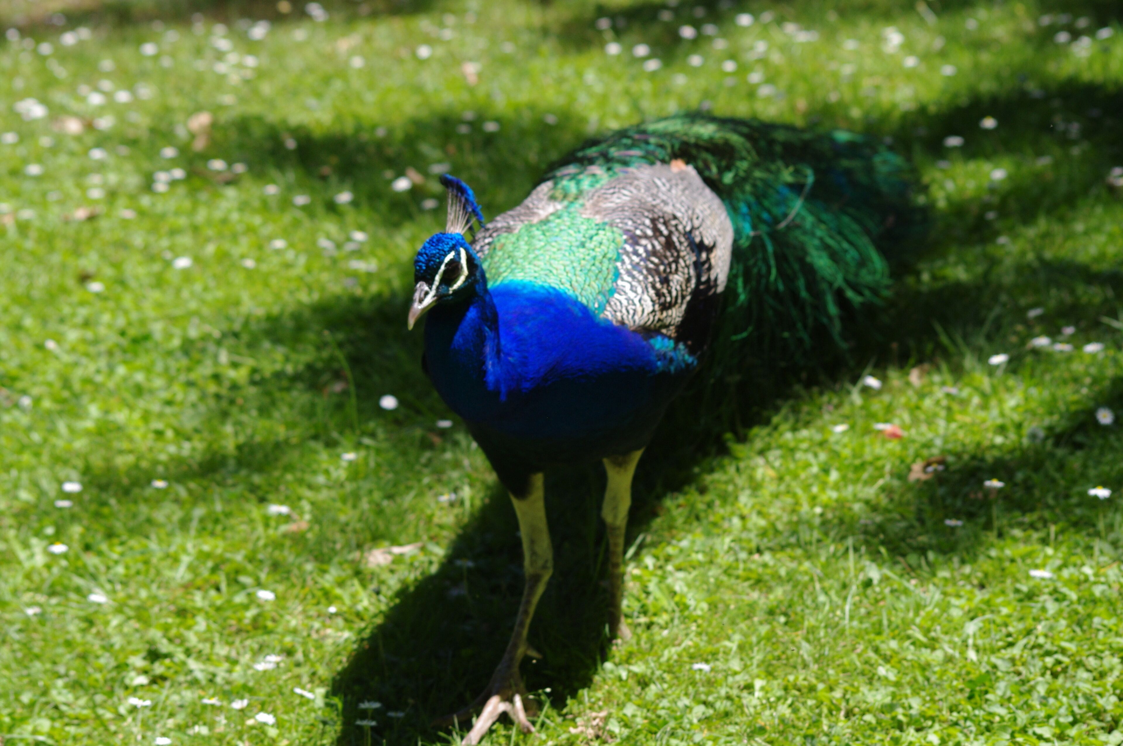 Um pavão em pé na relva.