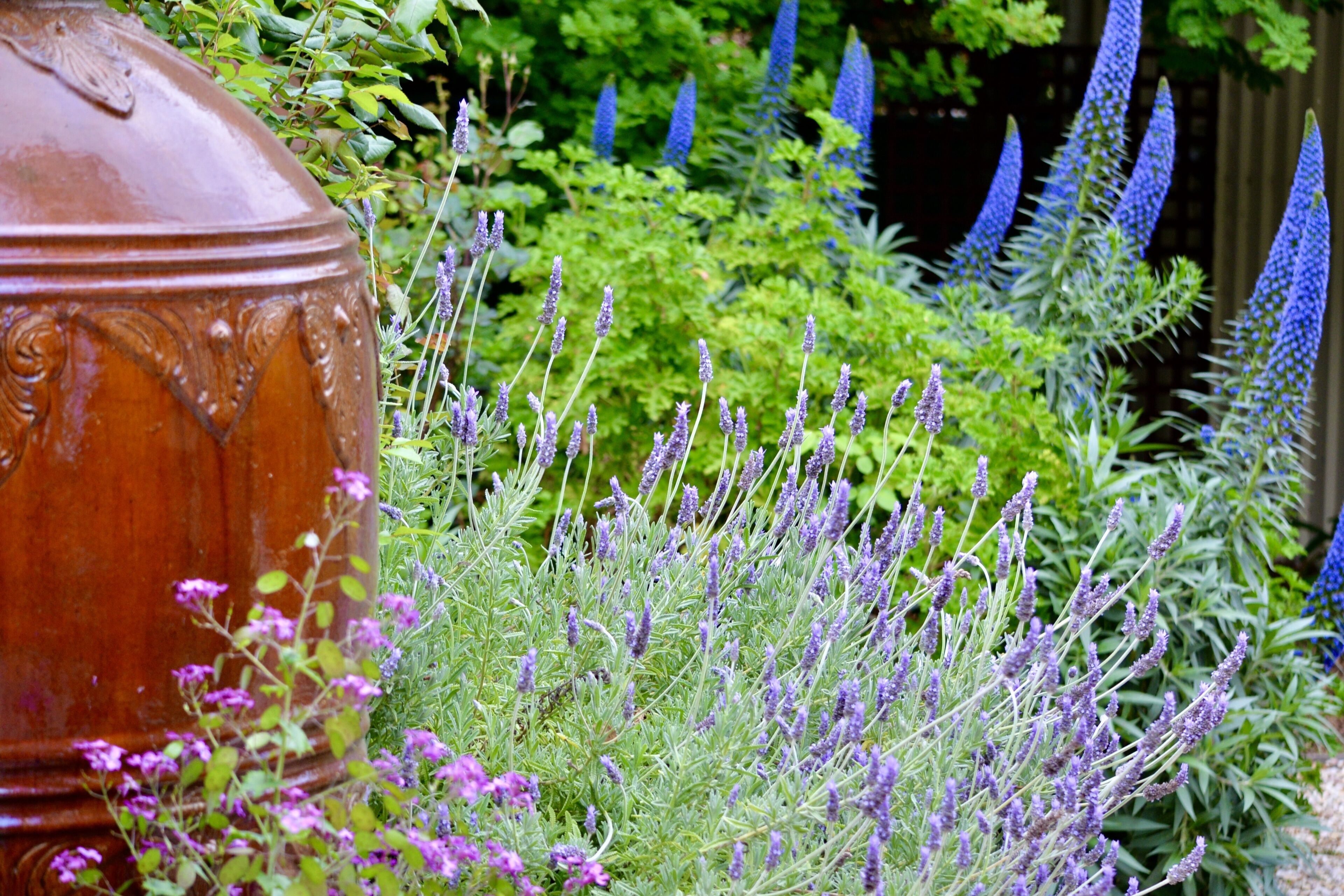 Um jardim com plantas de lavanda e um grande vaso de cerâmica marrom.
