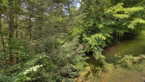 Uma floresta densa com diversas árvores e vegetação rasteira.