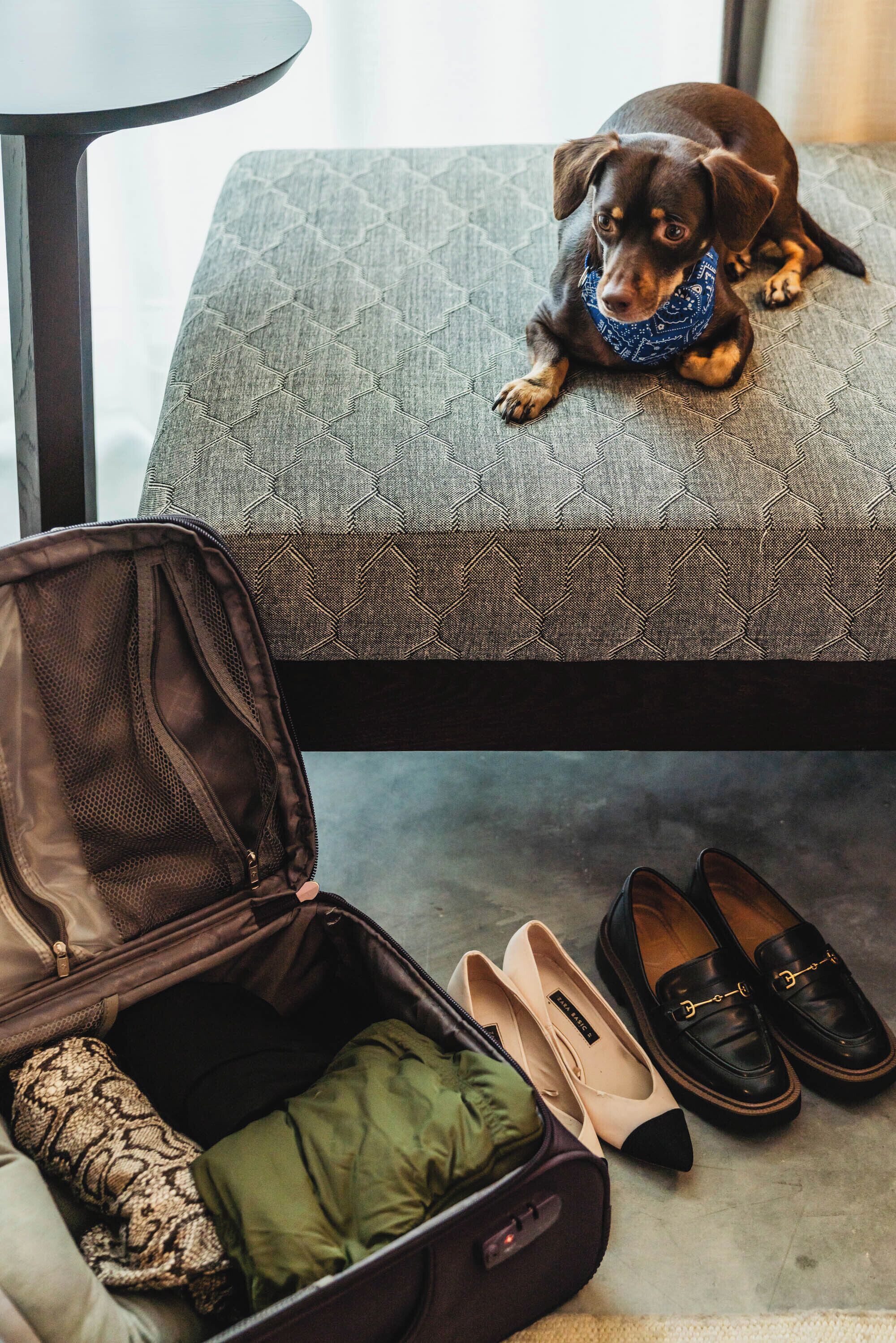 Um cão deitado em um sofá estampado, uma mala aberta com sapatos e um travesseiro dentro, e uma mesa com uma cadeira.