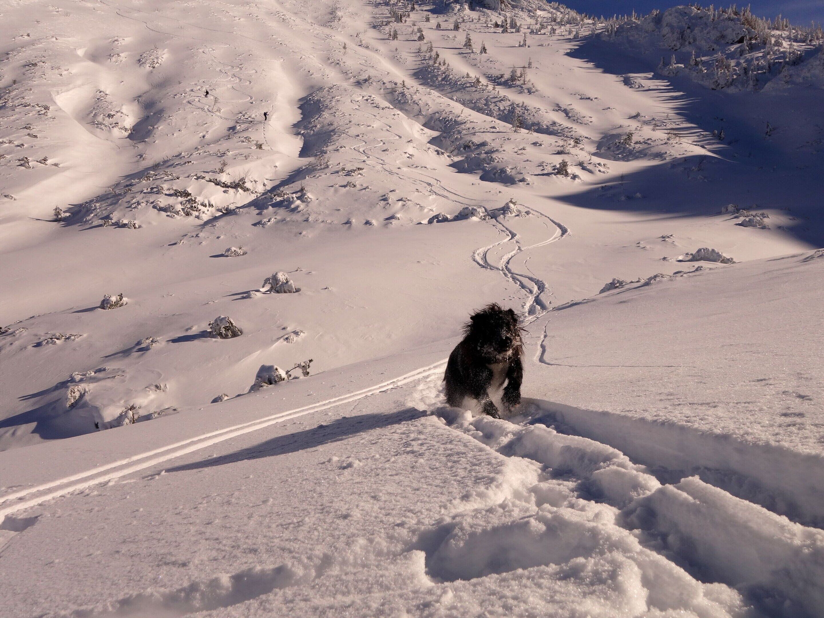 Paisagem montanhosa nevada com um cão em encosta coberta de neve.