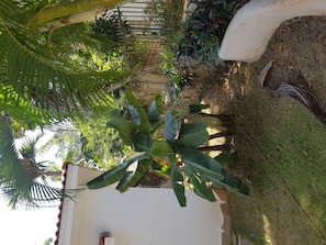 Jardim