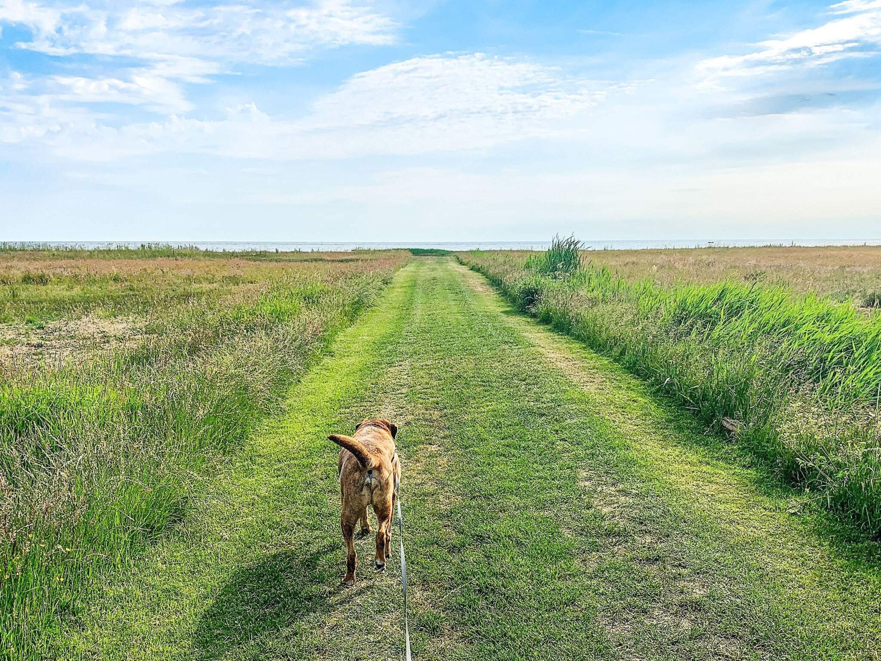 Paisagem rural com um caminho bem definido que leva a um corpo d'água.