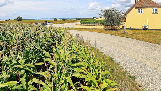 Paisagem rural com uma casa amarela, um caminho de cascalho e um milharal.