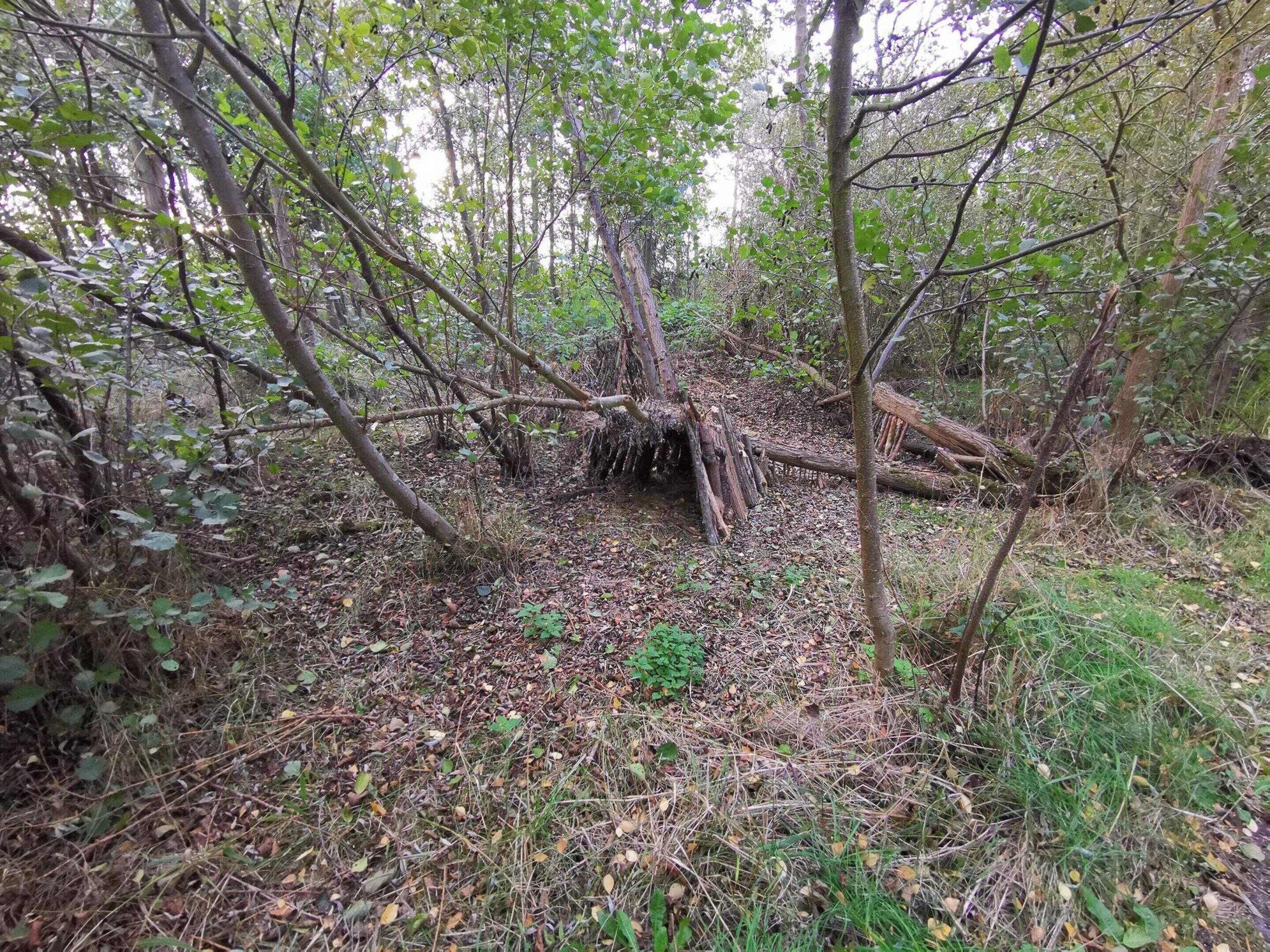 Uma área arborizada com vegetação densa e galhos caídos.