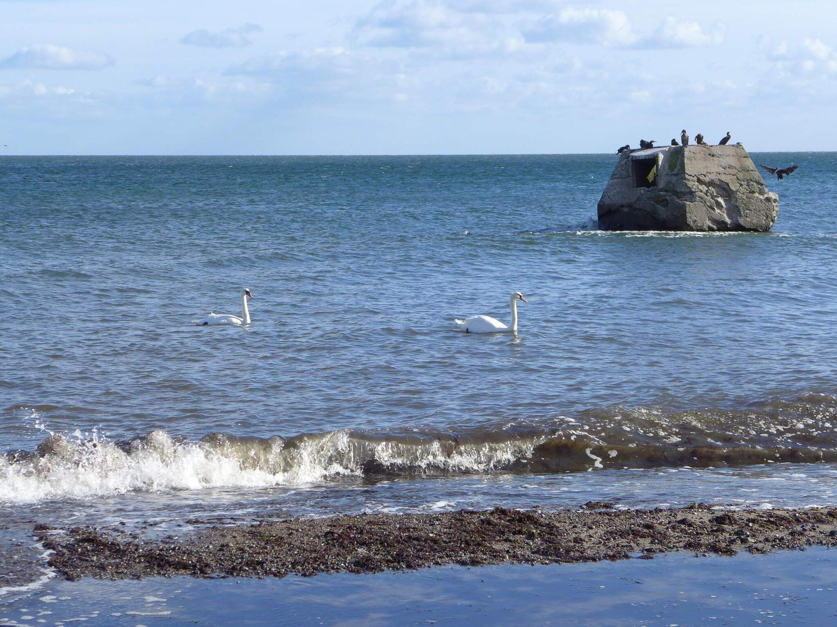 Mar calmo com cisnes nadando, afloramento rochoso com aves pousadas e ondas se aproximando da costa.