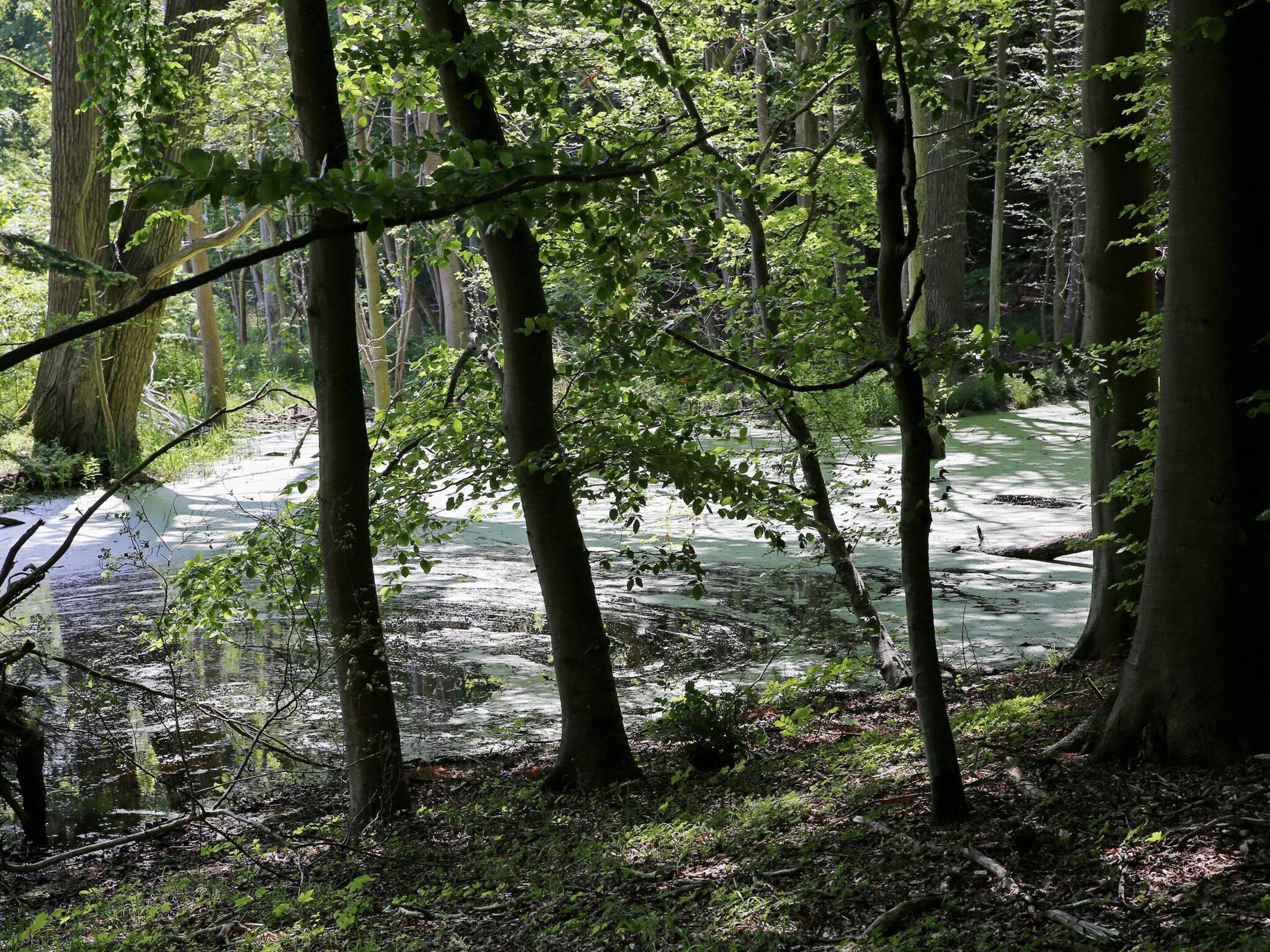 Uma área arborizada com um rio, cercada por árvores e vegetação natural.