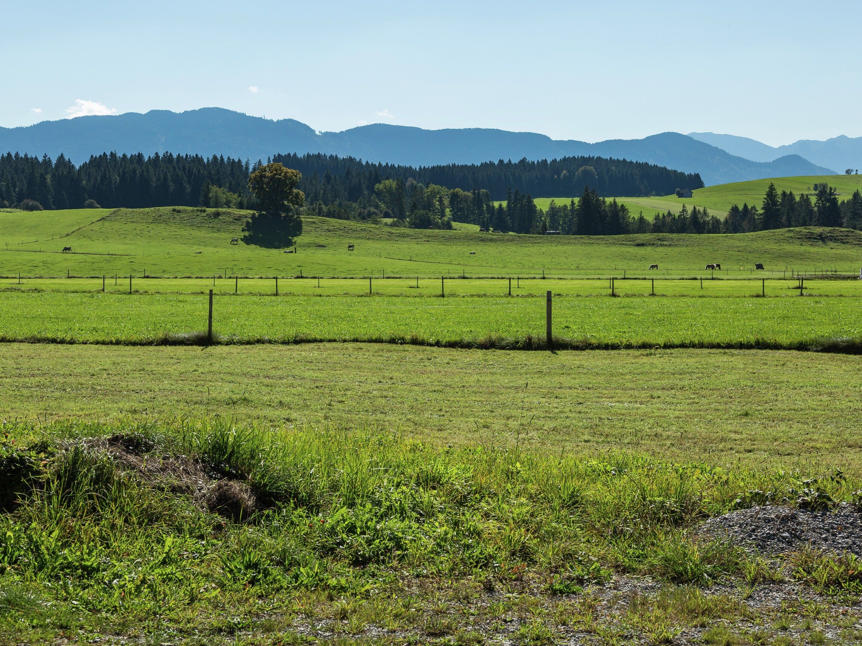Paisagem rural com colinas ondulantes, um campo cercado e montanhas ao longe.