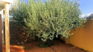Jardim com um arbusto grande, um muro de pedra e um pátio com azulejos.