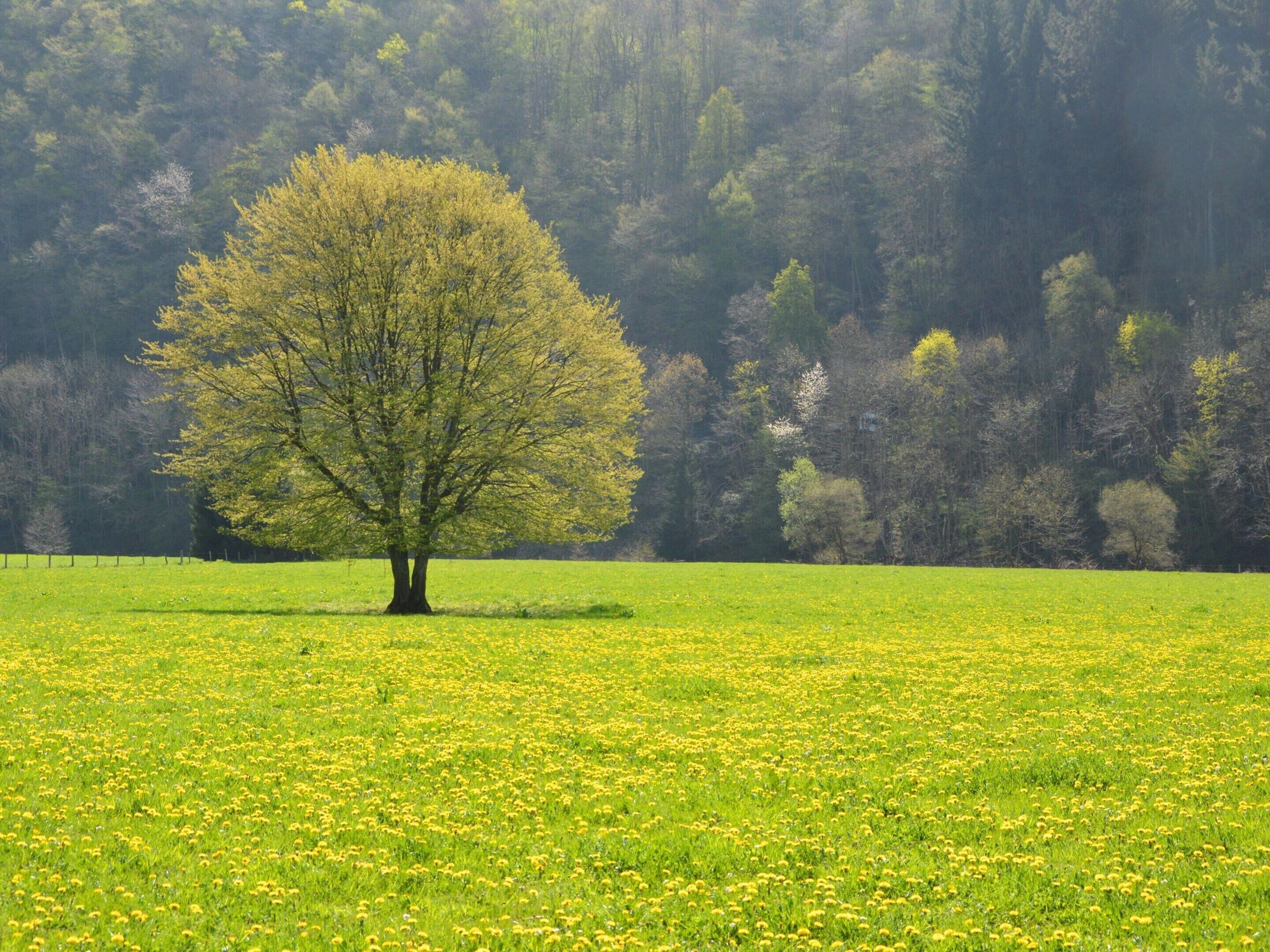 Uma árvore num campo, com uma floresta ao fundo.