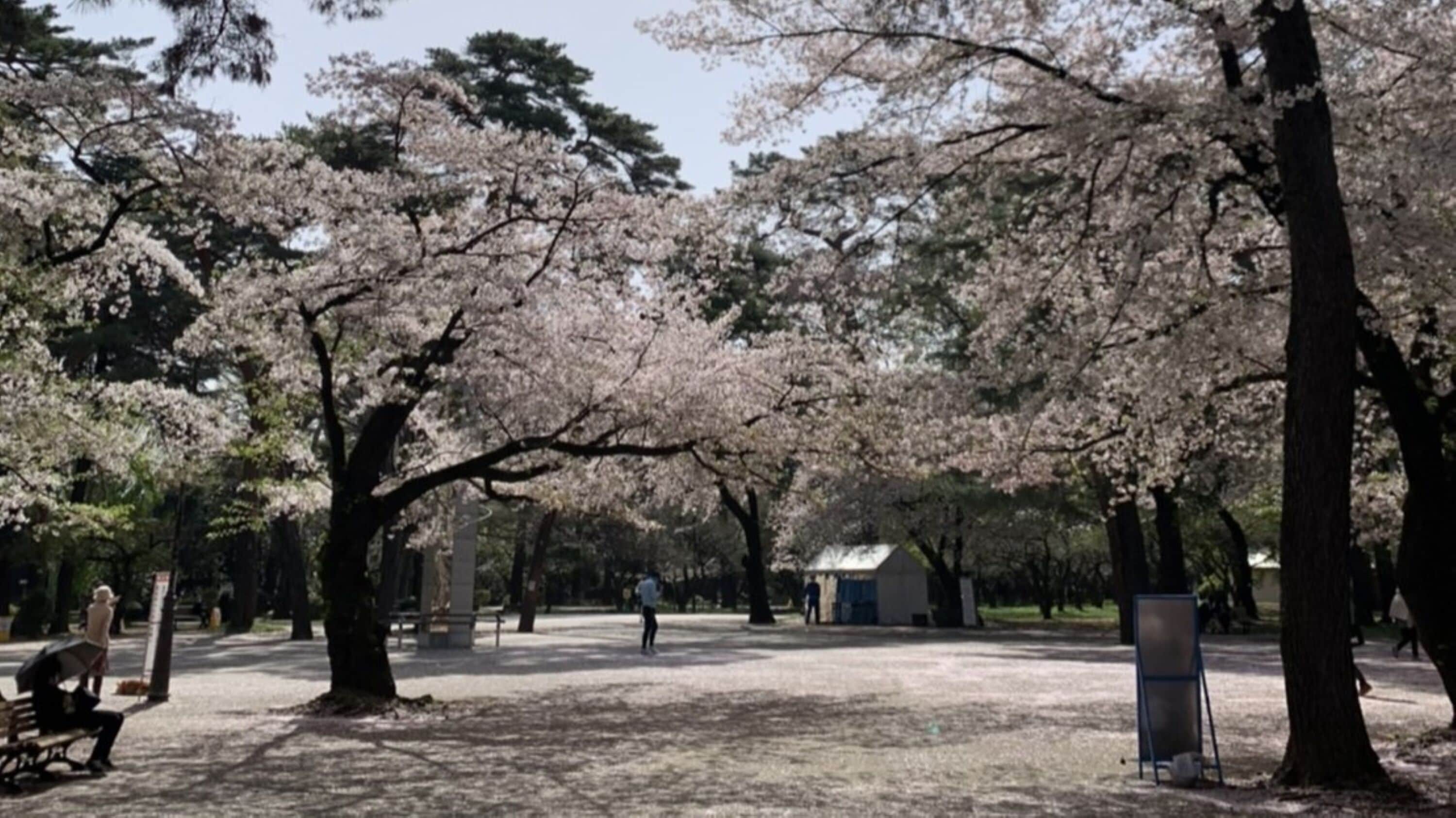 Um parque com cerejeiras, bancos e um pequeno edifício.