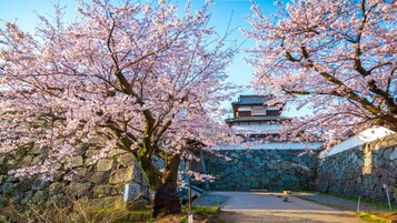 Um edifício tradicional japonês com parede de pedra e cerejeiras em plena floração.