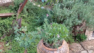Jardim