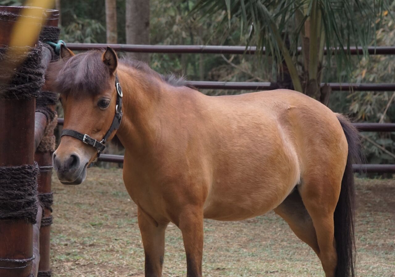 Um cavalo ao lado de um poste de madeira, com uma cerca e árvores ao fundo.