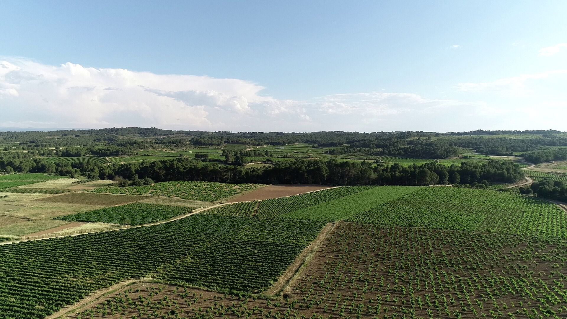 Uma extensa paisagem agrícola com fileiras de plantações e um caminho sinuoso.