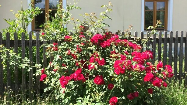 Jardim