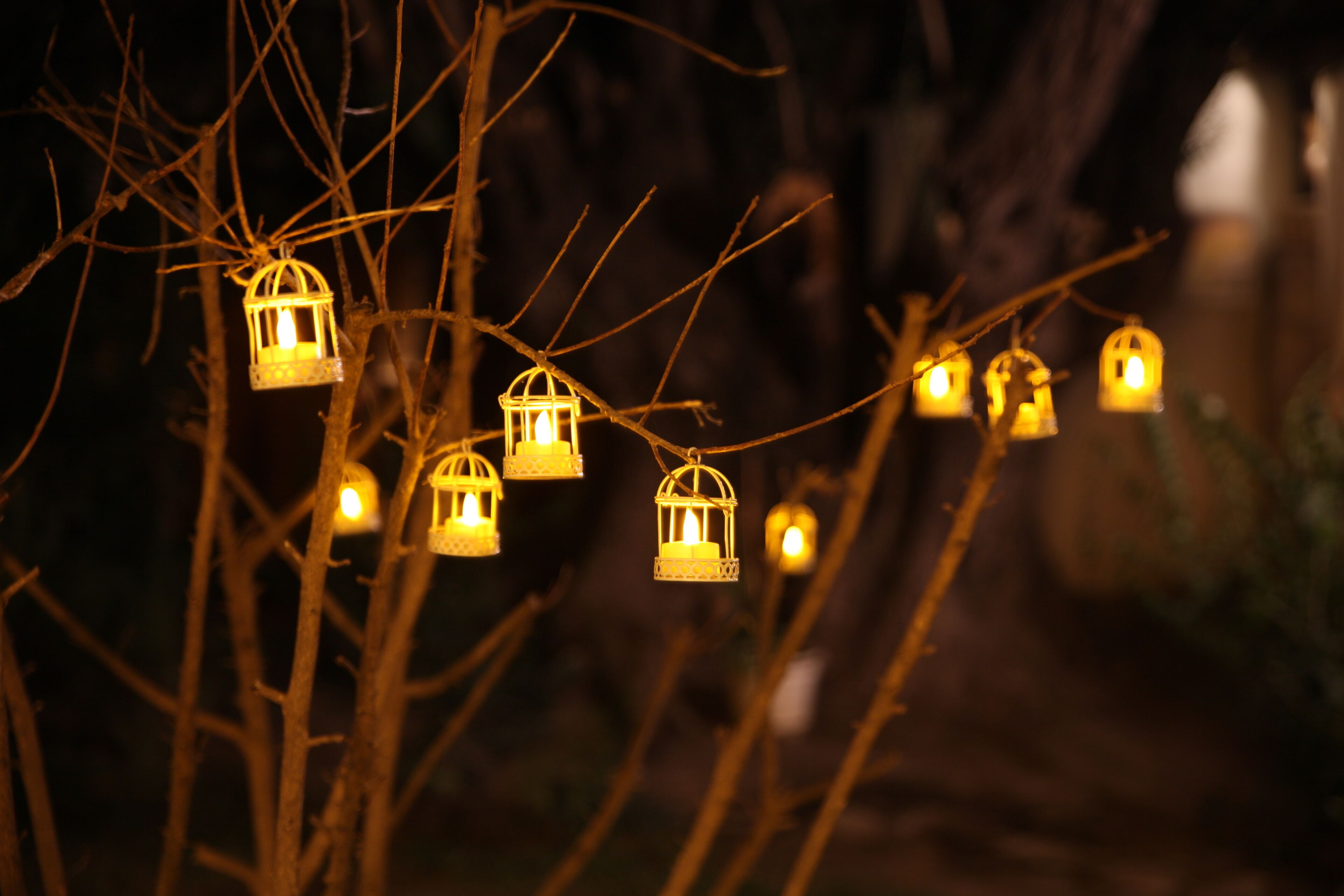 Uma fileira de luzes em forma de gaiola de pássaros iluminadas penduradas num galho de árvore.