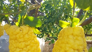Close-up de uma planta com frutos grandes, amarelos e texturizados pendurados em galhos.