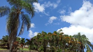 Jardim tropical com palmeiras e um muro de pedra.
