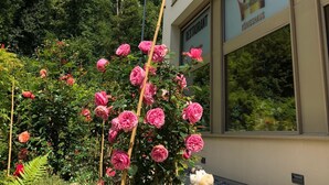 Um edifício com uma placa que diz "ROSENGARTEN KÖNIGSHAUS" e um jardim com rosas cor-de-rosa.