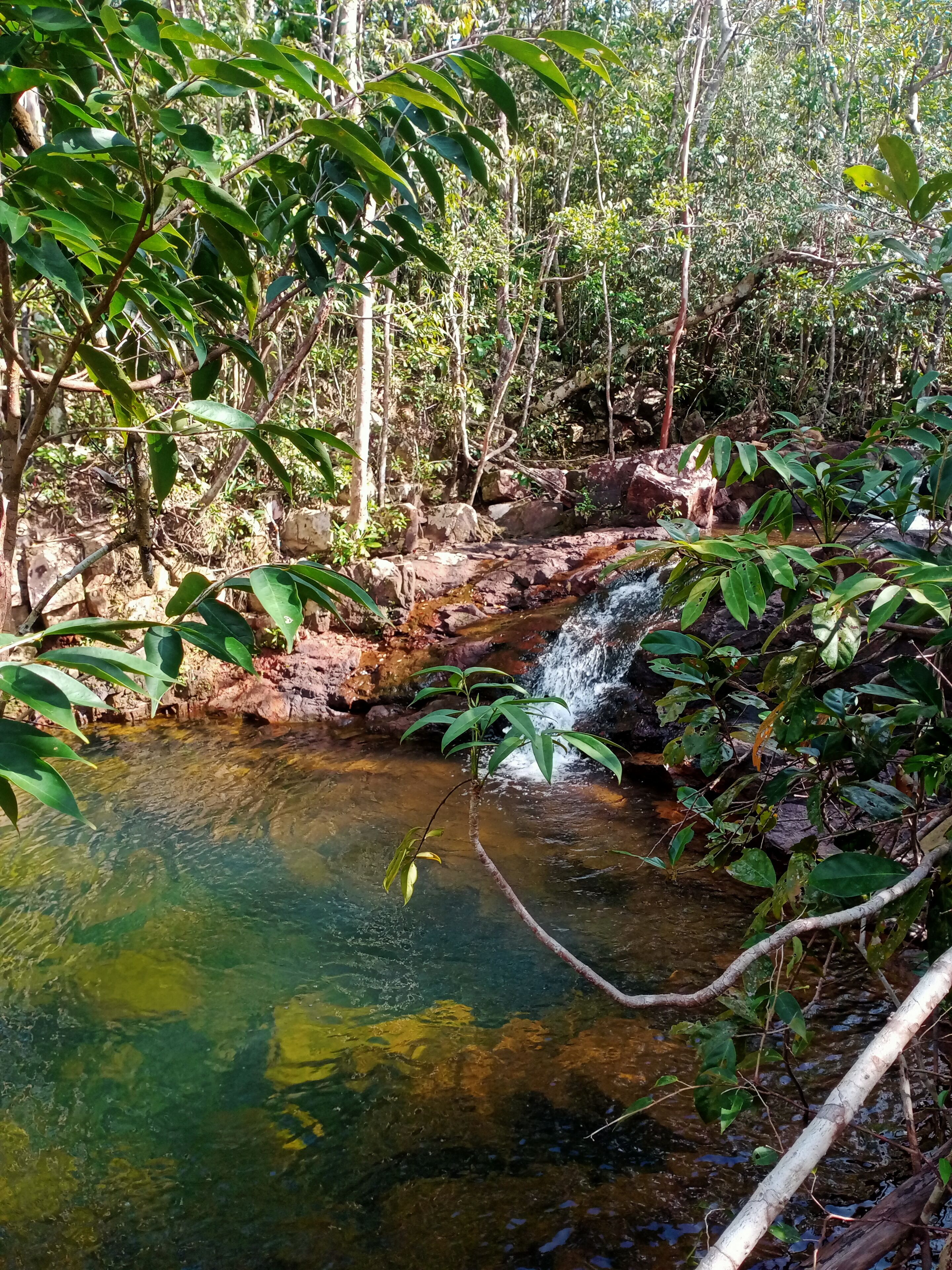 Um riacho natural rodeado por vegetação densa e árvores.