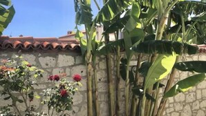 Jardim com bananeiras e flores vermelhas em frente a uma parede de pedra.