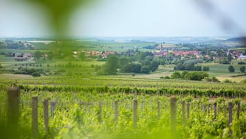 Vinhedo