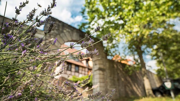 Vista de plantas de lavanda em primeiro plano, com uma ponte de pedra e edifícios ao fundo.